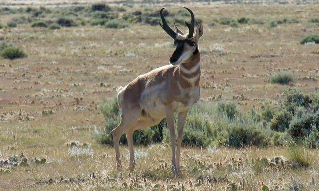 The 11 best cartridges for downing Canada's big game animals • Page 6 ...