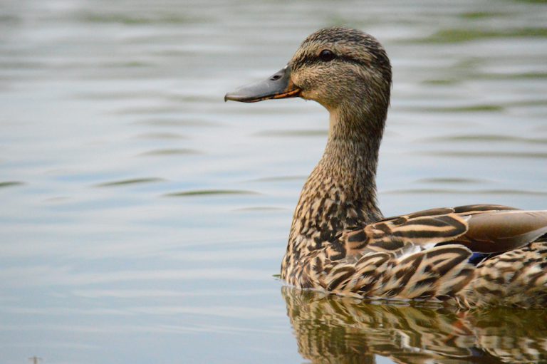 10 Canadian Duck Species—Other Than Mallards—You Should Set Your Sights ...