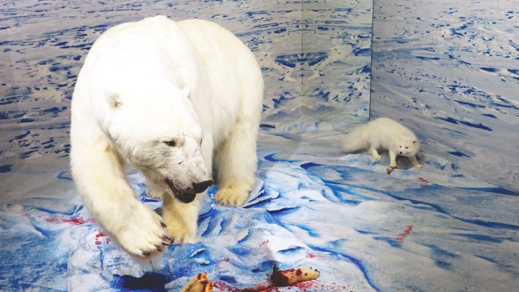 Why hunters and anglers need to check out Yellowknife's exceptional ...