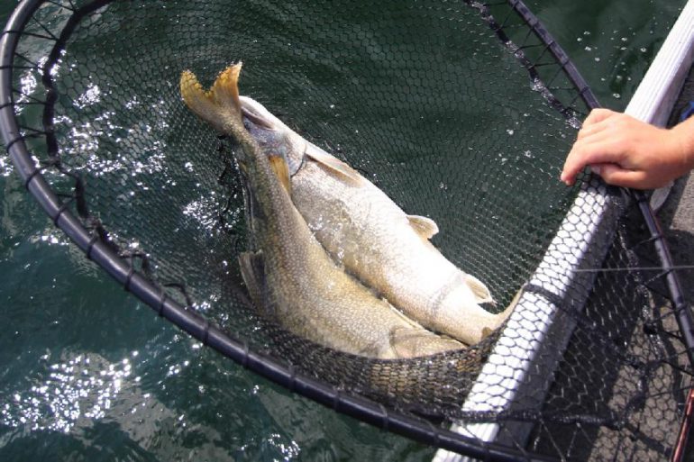 Why the NWT's Great Slave Lake is heaven for trout anglers • Outdoor Canada