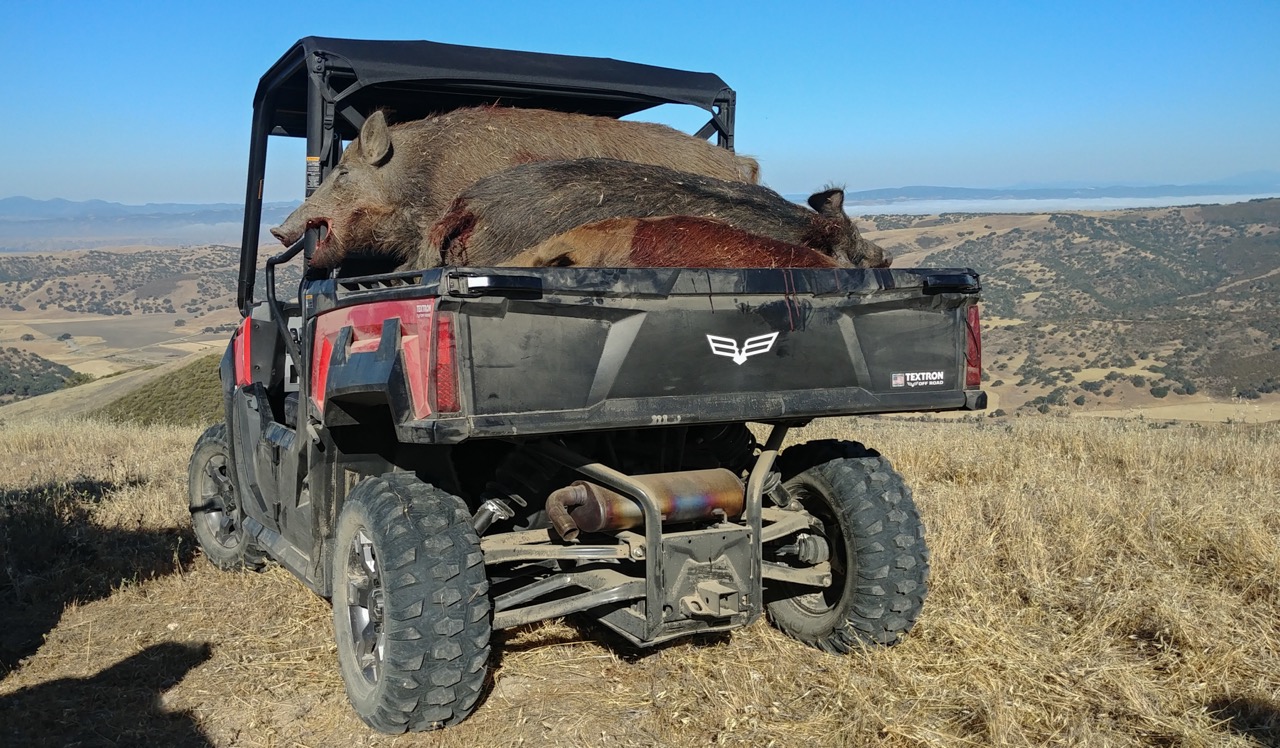 What a prairie Canadian hunter learned about wild pig hunting in ...
