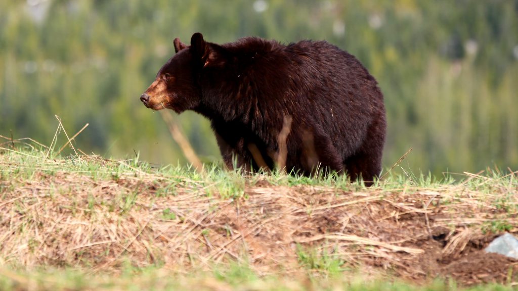 The #1 factor when hunting fall black bears • Outdoor Canada