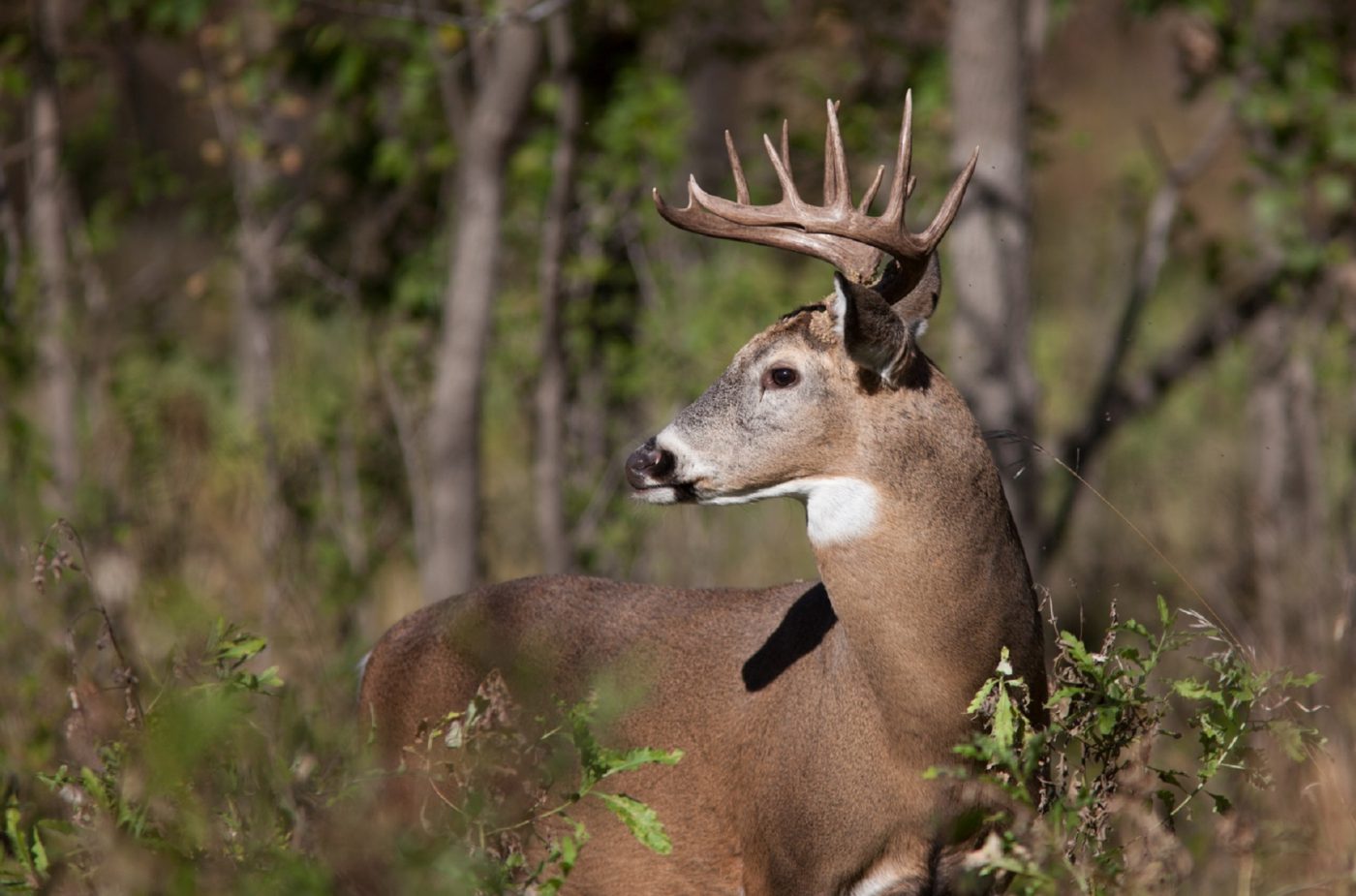 7 early-season secrets for hunting big whitetail bucks • Outdoor Canada