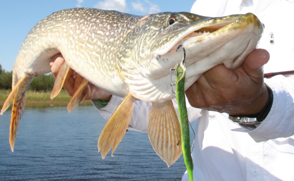 3 pro tips for casting big, heavy flies to giant fish • Outdoor Canada