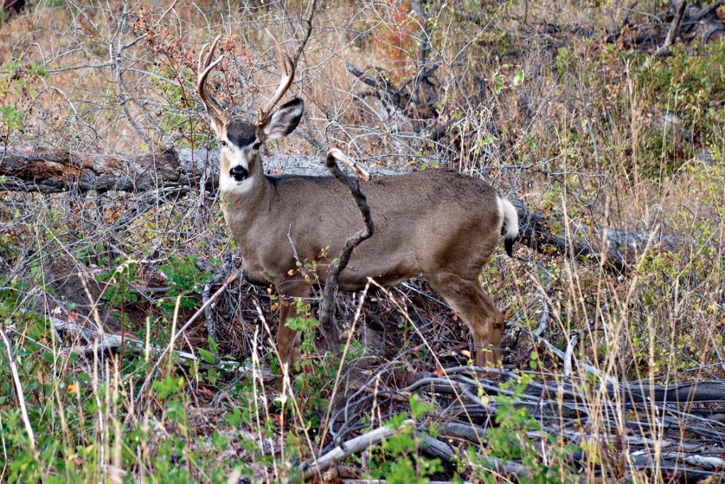 A must-know secret for locating mule deer bucks • Outdoor Canada