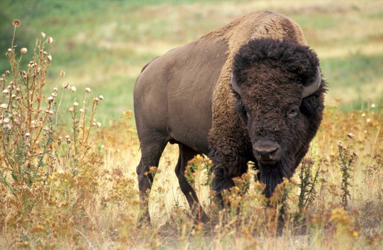 The best cartridge and bullet to drop a bison • Outdoor Canada