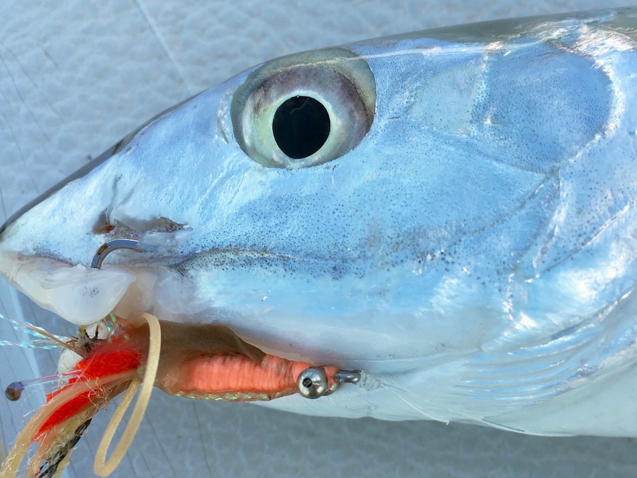 Why bonefishing in the Bahamas is a must-do winter adventure • Page 7 ...