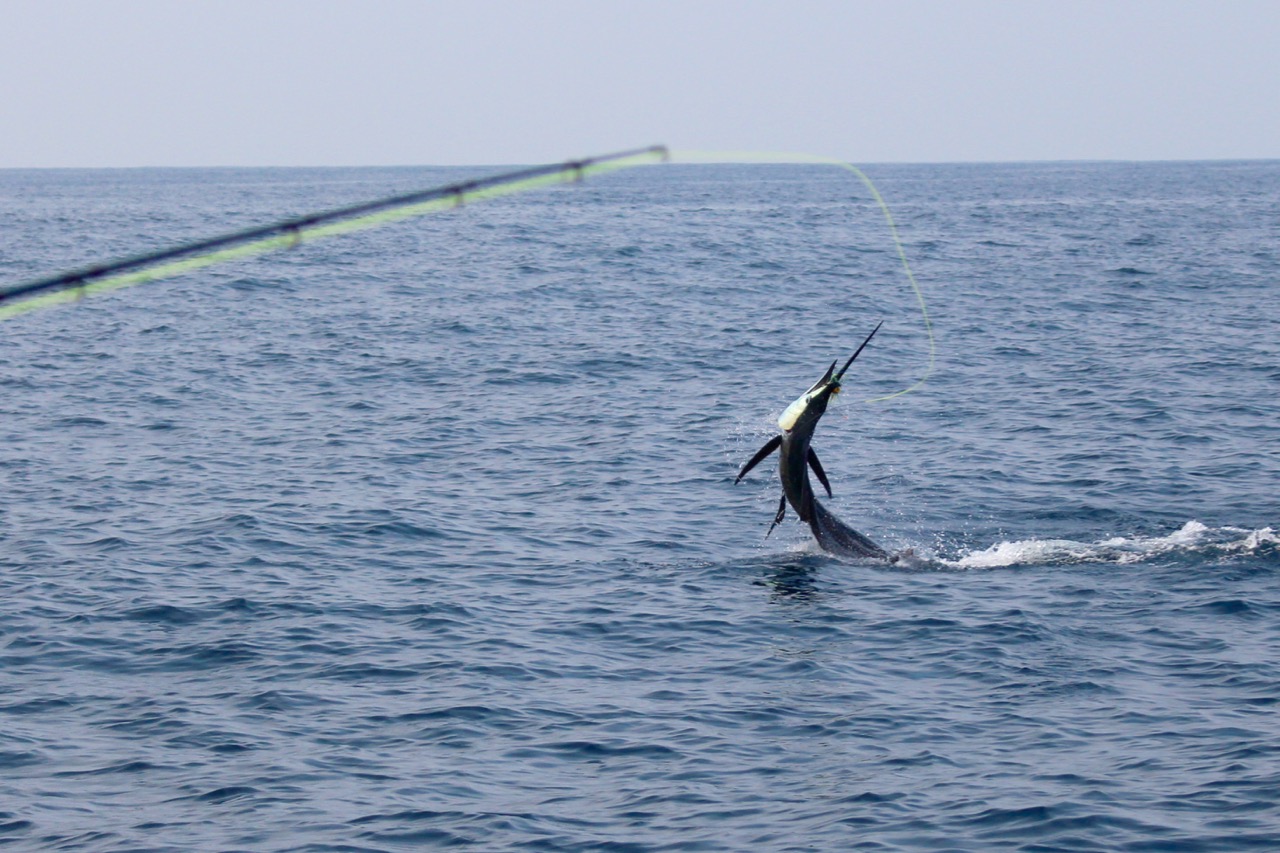 Want a challenging winter getaway? Try sailfish on a fly rod! • Outdoor ...