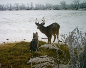 Caught on trail cam: Dog and deer make friends! • Outdoor Canada
