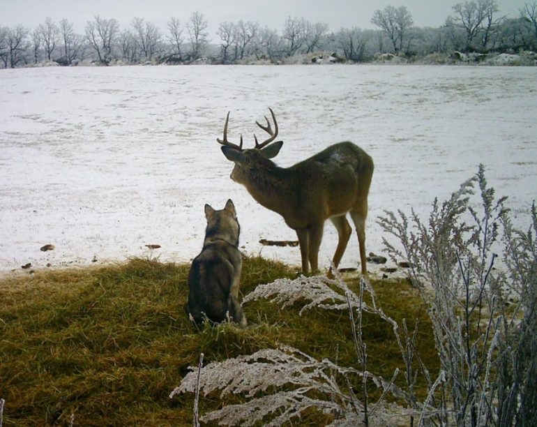 Caught on trail cam: Dog and deer make friends! • Outdoor Canada