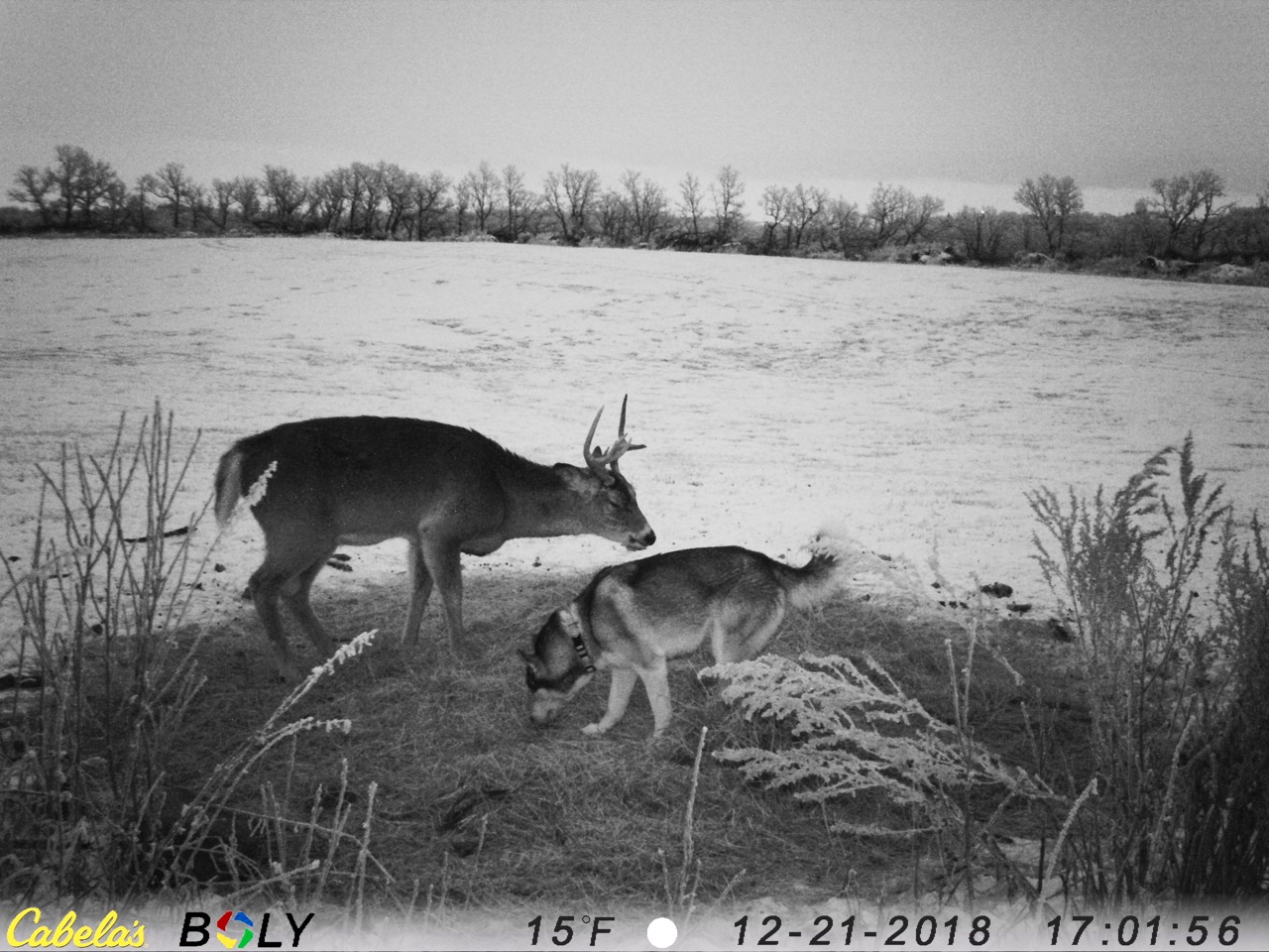 Caught on trail cam: Dog and deer make friends! • Page 7 of 13 ...