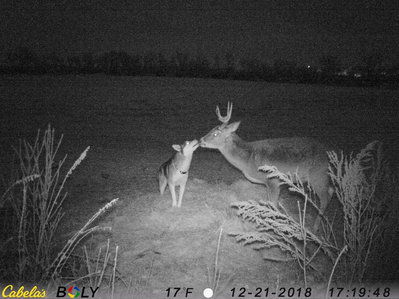 Caught on trail cam: Dog and deer make friends! • Page 9 of 13 ...