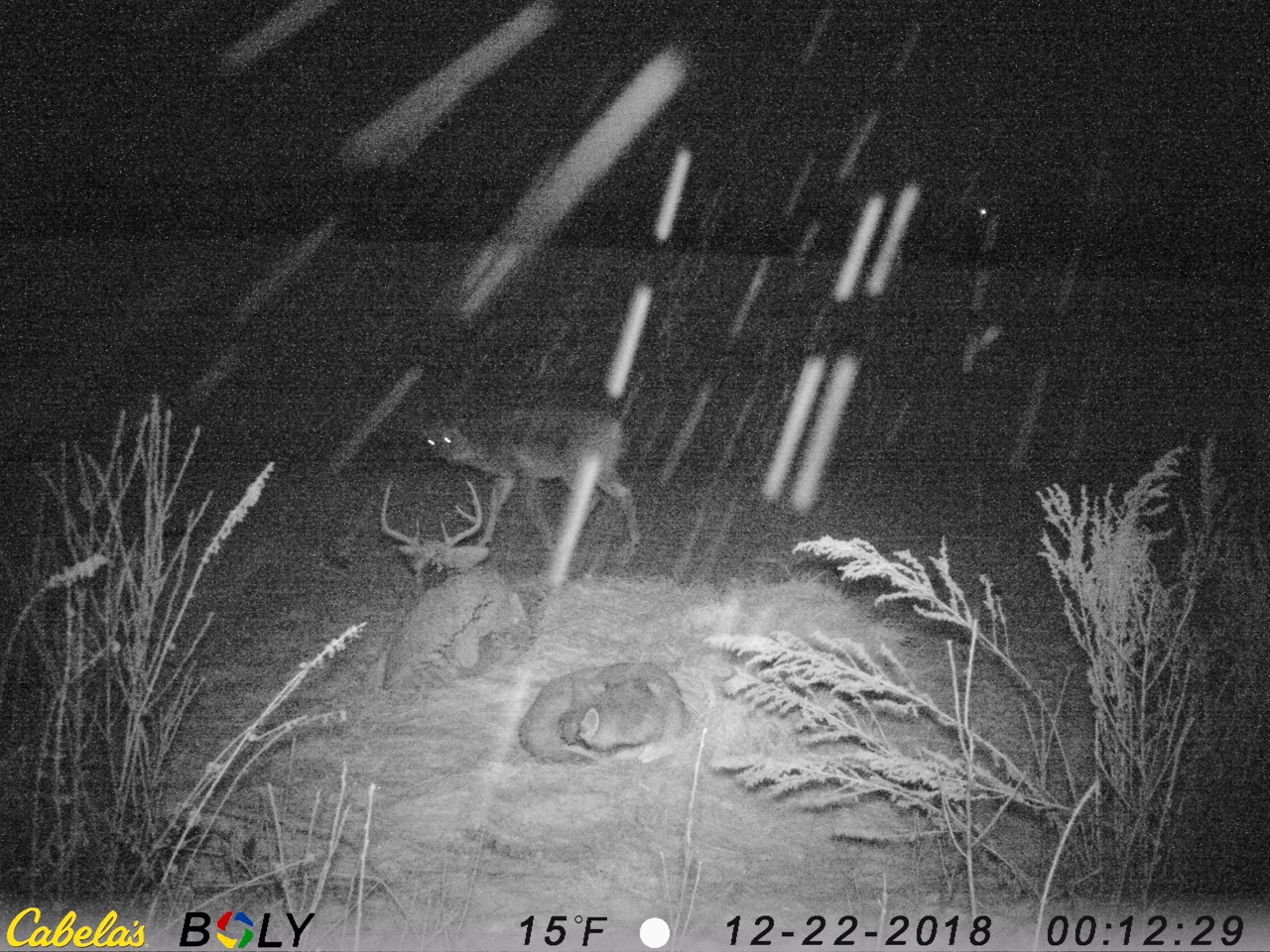 Caught on trail cam: Dog and deer make friends! • Page 13 of 13 ...