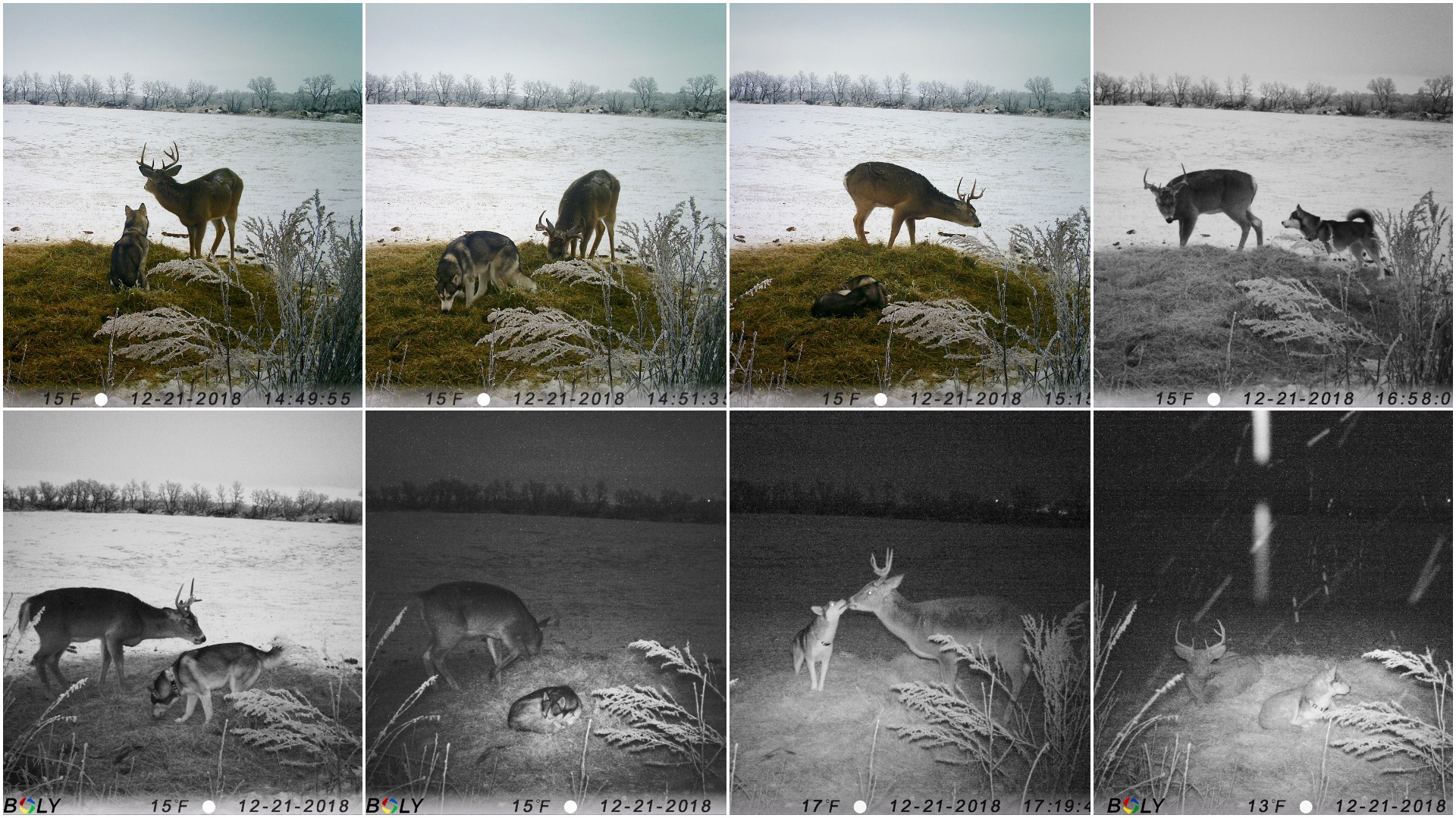 Caught on trail cam: Dog and deer make friends! • Outdoor Canada