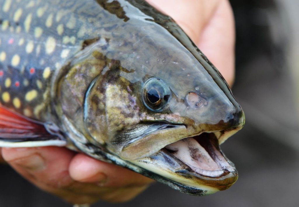 6 expert tips for early-season brook trout • Outdoor Canada