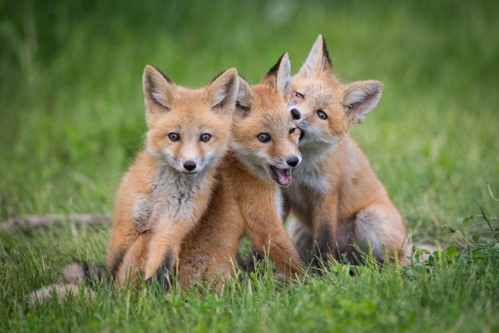 How to use Gord Pyzer's #1 rig for huge hardwater pike • Outdoor Canada