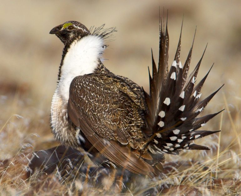 These Alberta ranchers are working to protect endangered grouse ...