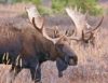 Hear a Cow Moose Call • Outdoor Canada