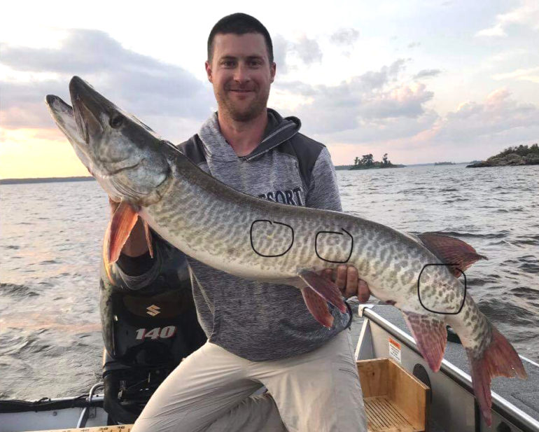 All things muskie: Moon phases, catch-and-release and more... • Outdoor ...