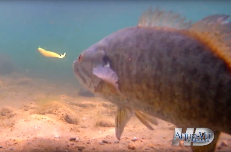 To catch fish, you need to think like a fish. Here's how • Outdoor Canada