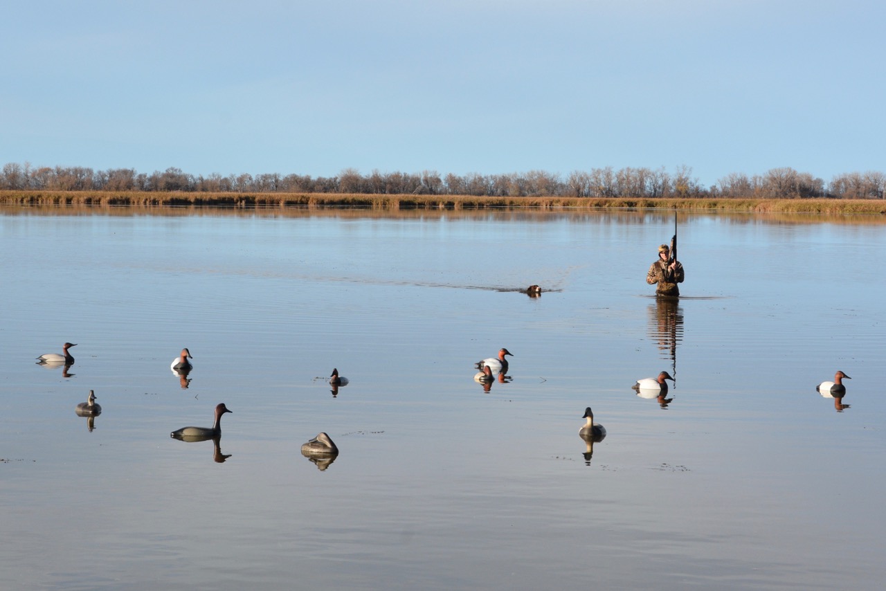 Why Manitoba’s Delta Marsh is a bucket-list waterfowl destination ...