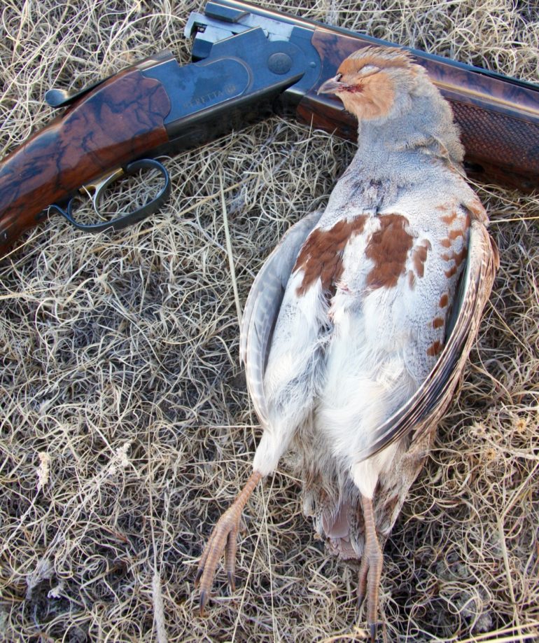 Where and how to hunt Canada’s most popular upland game birds • Page 4 ...