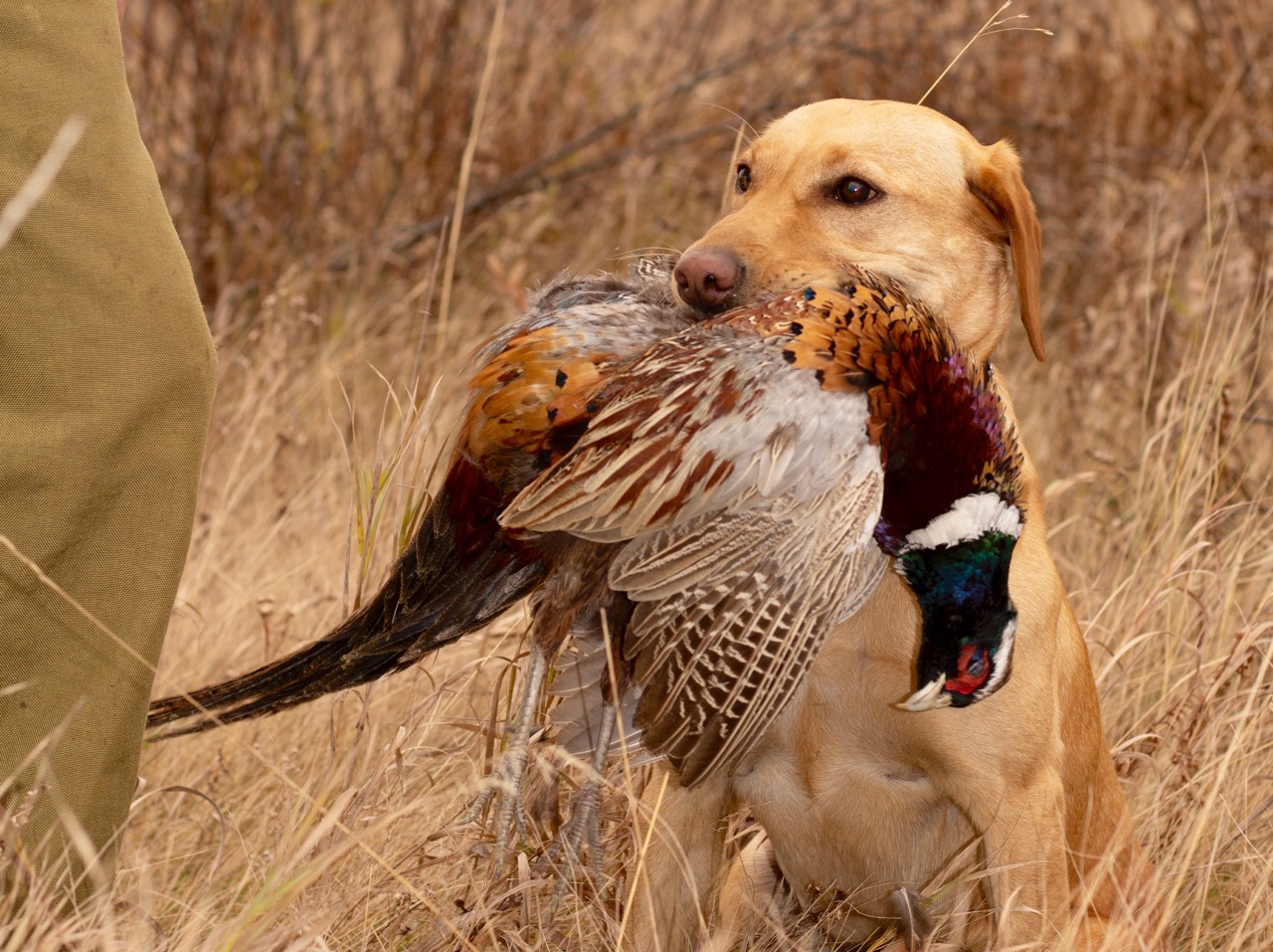 Where and how to hunt Canada’s most popular upland game birds • Page 3 ...