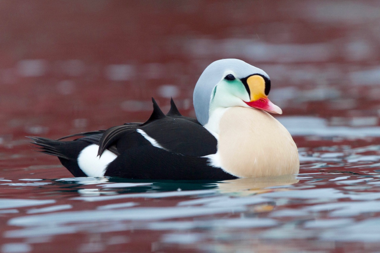 Canada’s 10 best waterfowl hunts • Page 6 of 11 • Outdoor Canada