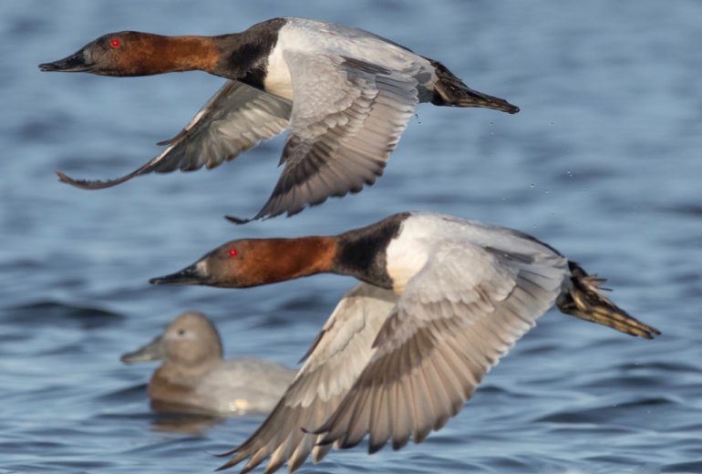 Canada’s 10 best waterfowl hunts • Page 8 of 11 • Outdoor Canada