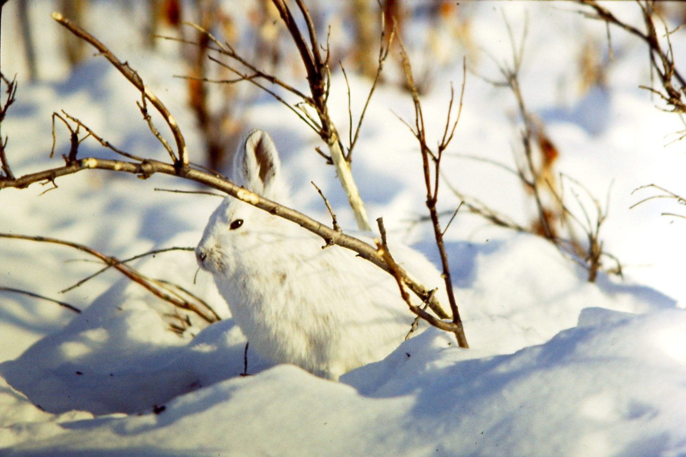 Expert strategies for hunting snowshoe hares • Outdoor Canada