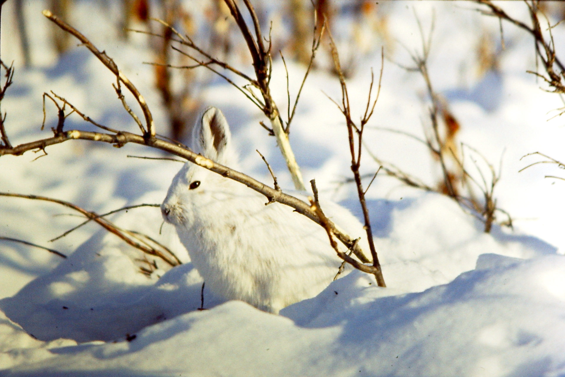 Expert strategies for hunting snowshoe hares • Outdoor Canada