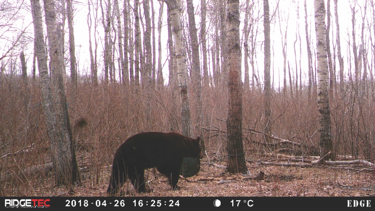 9 expert bear-hunting tips from outdoor TV host Keith Beasley • Page 4 ...