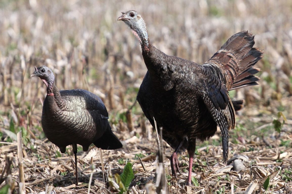 6 crucial lessons turkey hunters can learn from observing hens • Page 4 ...