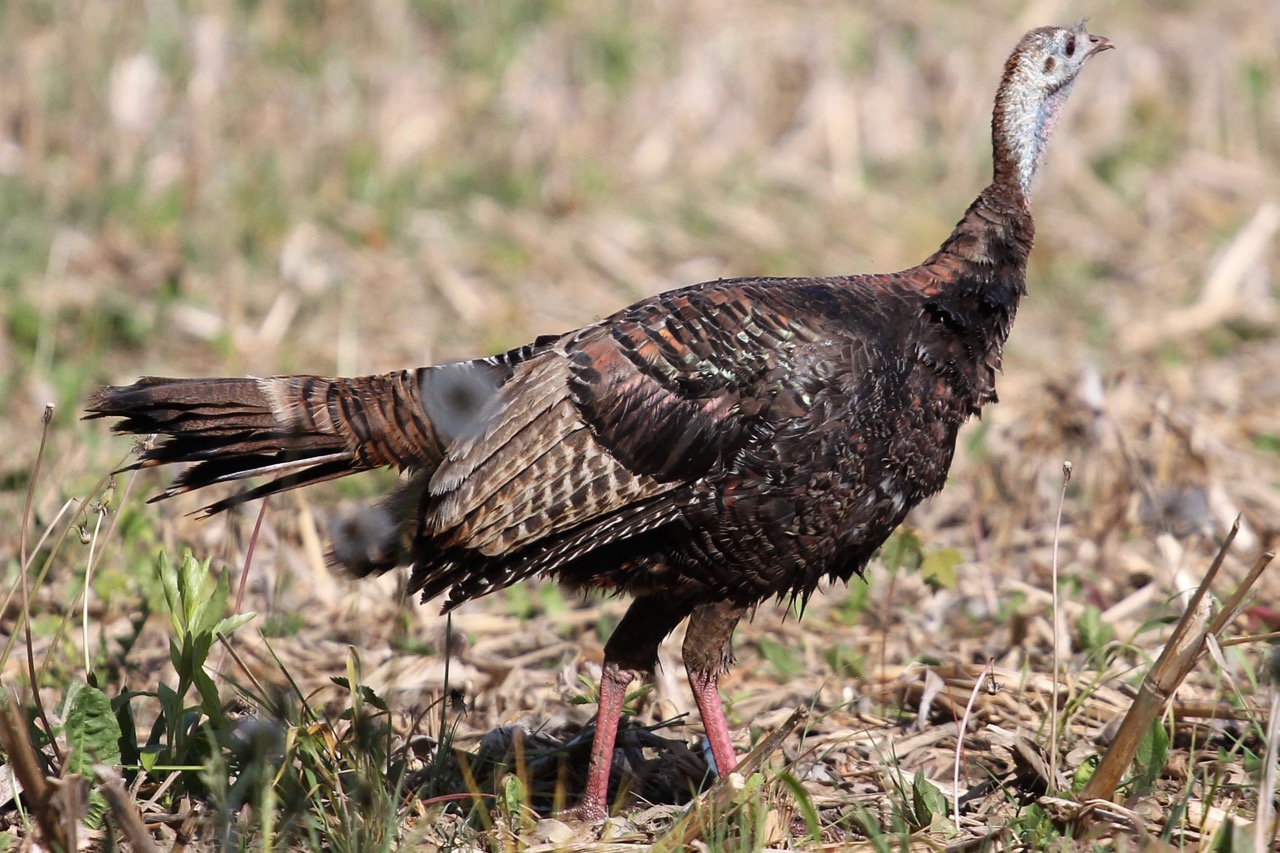 6 crucial lessons turkey hunters can learn from observing hens • Page 5 ...