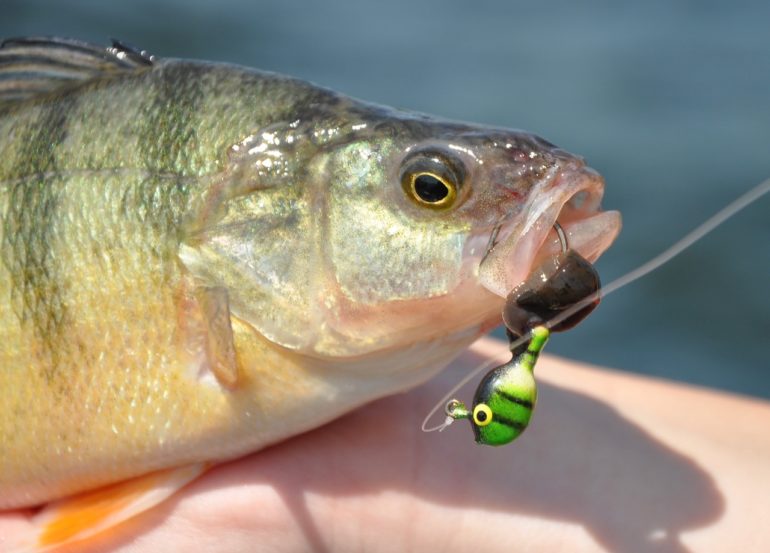 5 tips for catching jumbo perch throughout the open-water season • Page ...