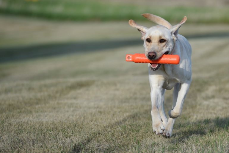 4 simple training drills to refresh your dog’s hunting skills • Outdoor ...