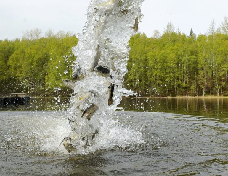 Blue Fish Radio: What you need to know about fish stocking • Outdoor Canada