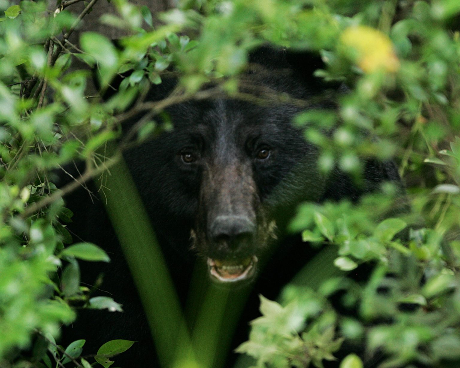 These expert tips will help you field judge black bears • Outdoor Canada