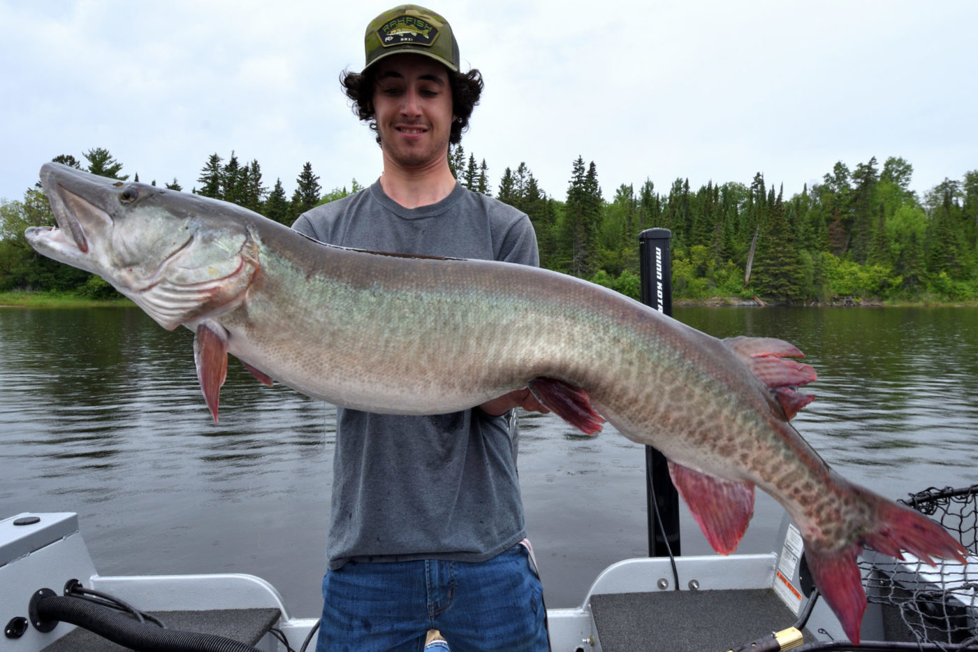 A muskie mystery: Why don't the biggest fish move around more ...