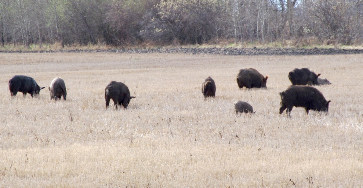 Super pigs are running wild in Canada’s West. Can hunters be part of ...