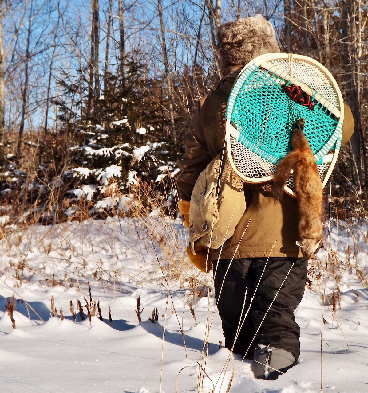 A veteran trapper shares tips for beginners heading out on the trapline ...