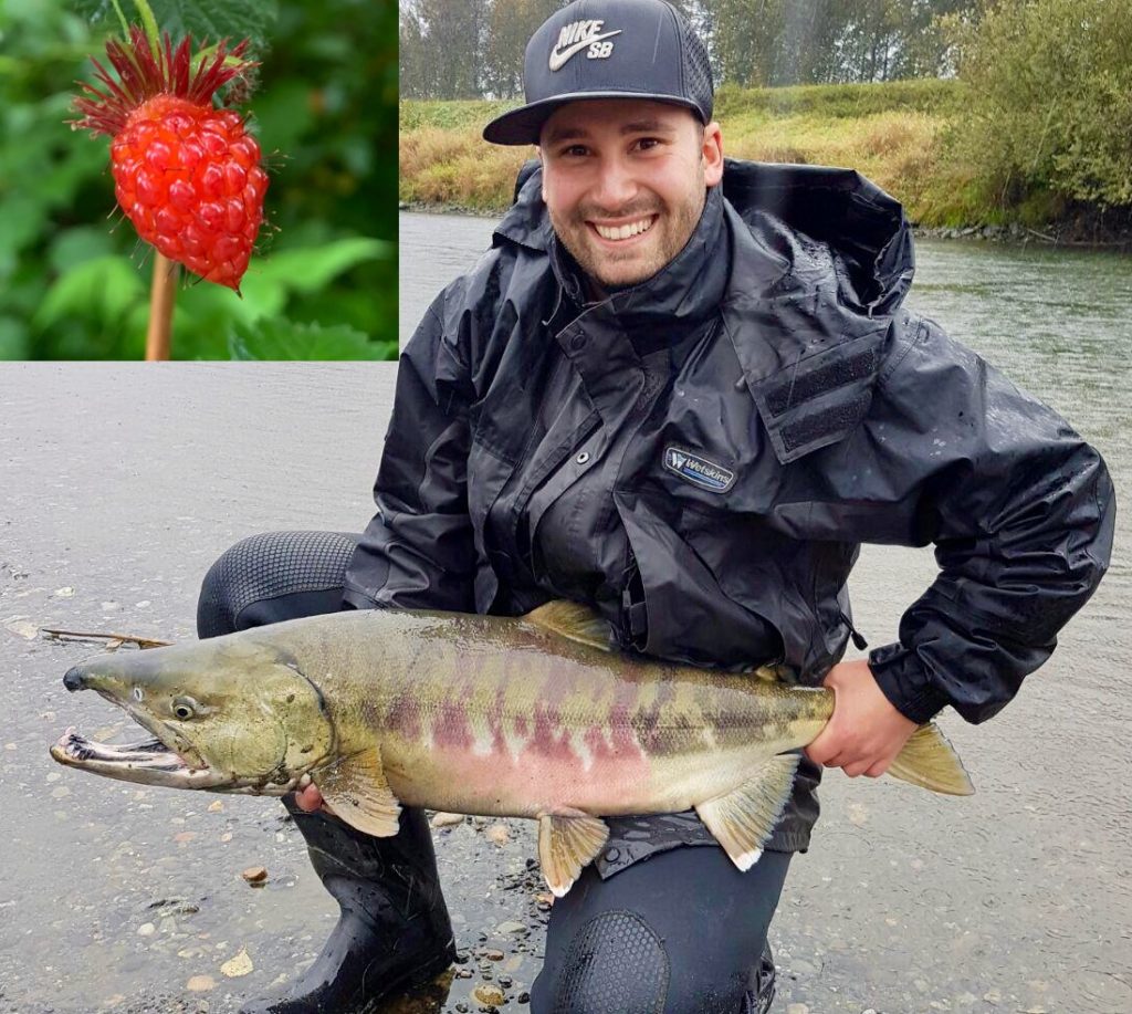 Snacking on B.C.’s salmonberries? Thank the chum salmon • Outdoor Canada