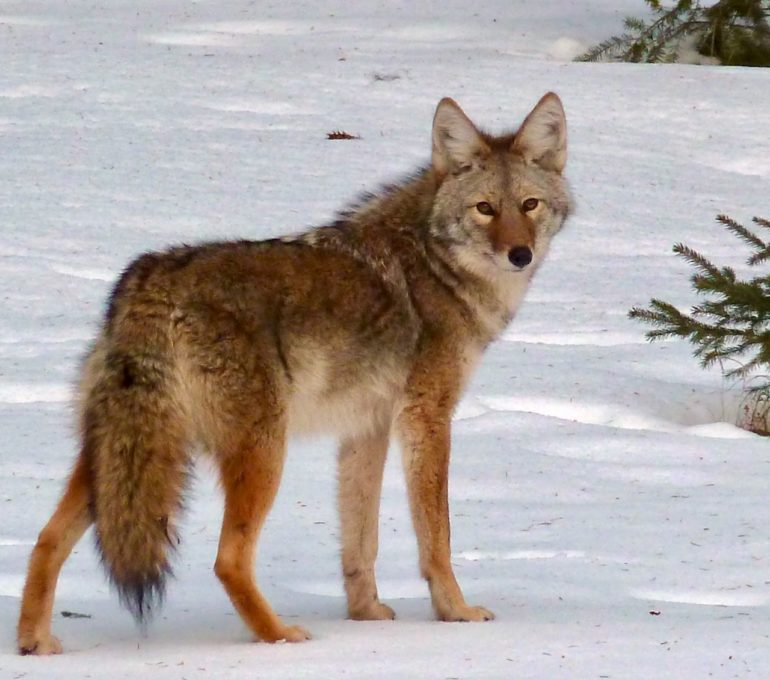 How to call late-winter coyotes into your set-up • Outdoor Canada