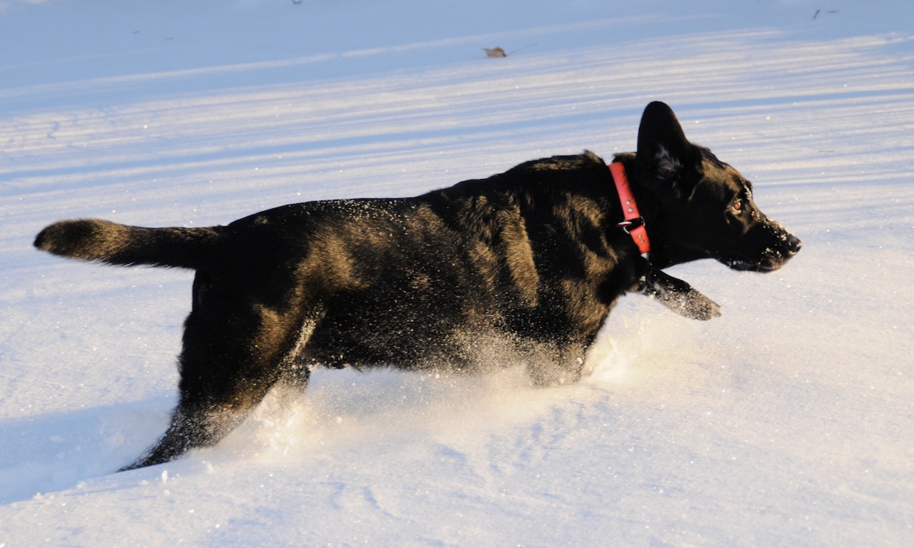 How to keep your hard-working dog safe in the cold • Outdoor Canada