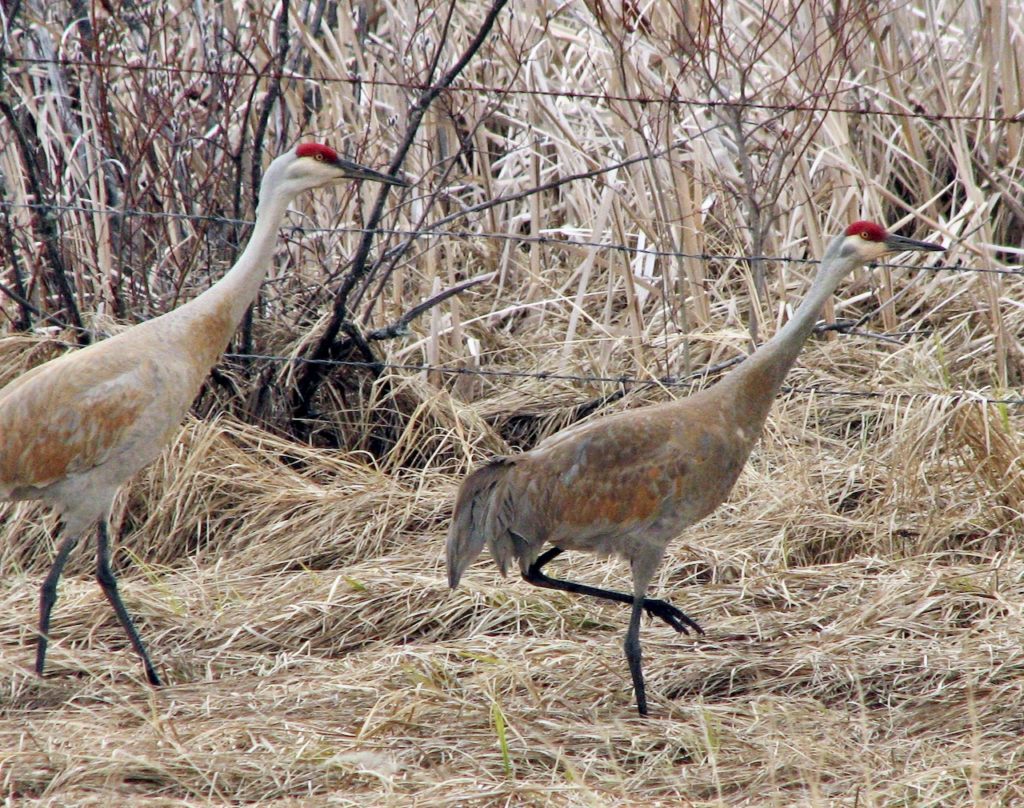Why Alberta needs better reasons to launch a sandhill crane hunt ...