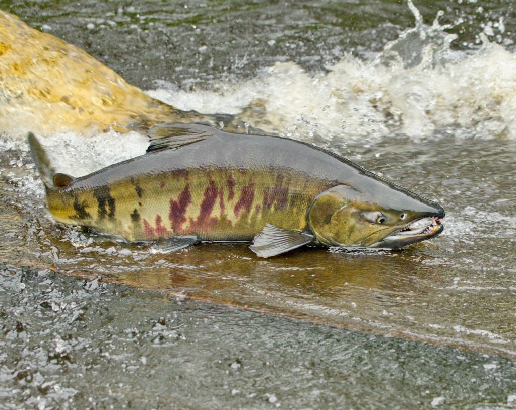 Blue Fish Radio: Why Pacific salmon are entering the Arctic in record ...