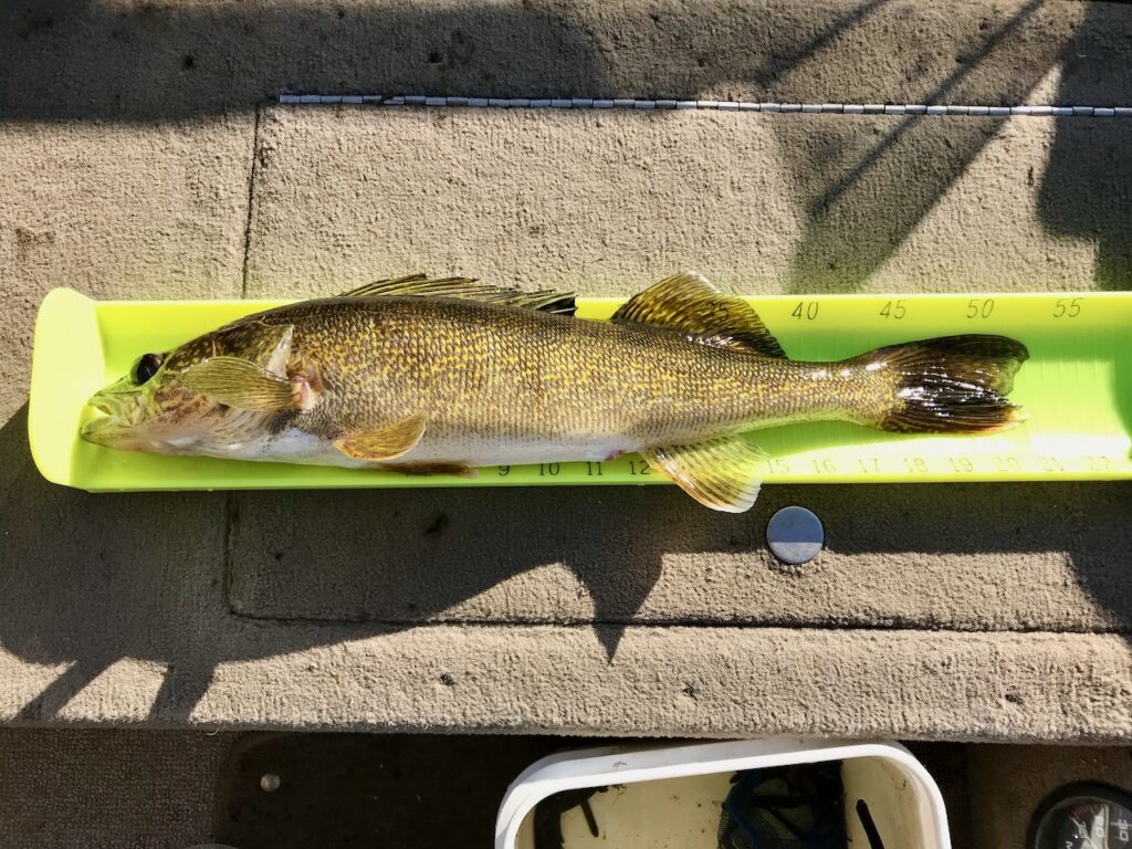 Alberta Fish and Game Association asks member anglers to be citizen ...