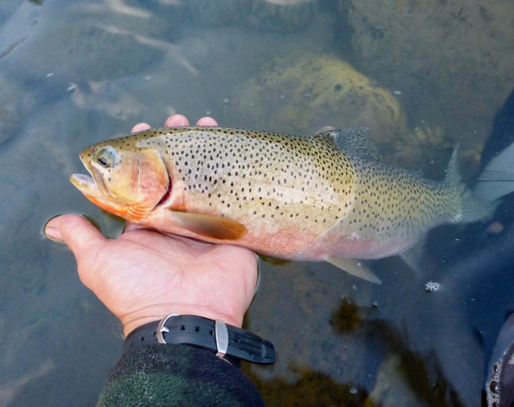 Blue Fish Radio: Can we save Alberta's imperilled native trout ...