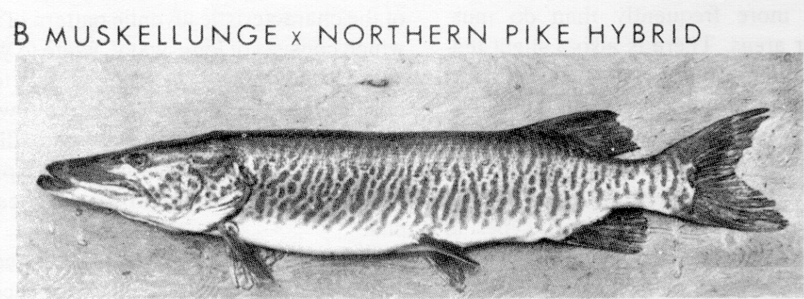How to identify the rare and beautiful tiger muskie • Outdoor Canada