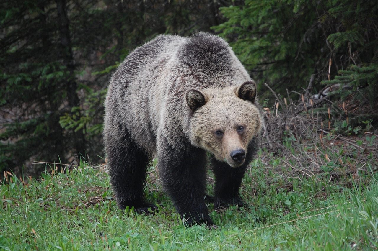 Why it may be time to bring back Alberta’s grizzly hunt • Outdoor Canada